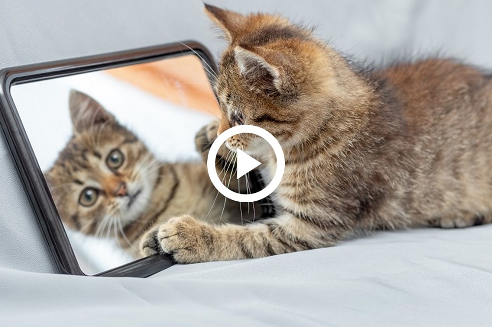 Do animals recognize themselves in mirrors?