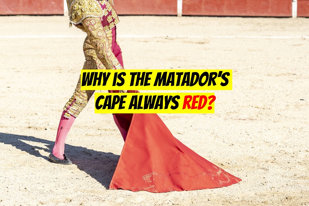 If bulls can’t see colors, why is the matador’s cape always red? 🐂